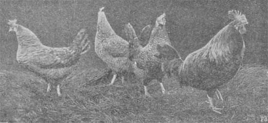 Norske landhøns – hvordan så de ut? – Jærhøns.no