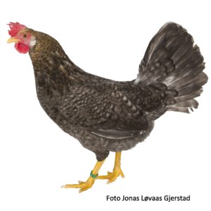 Jærhøns – hva kjennetegner rasen i dag? – Jærhøns.no