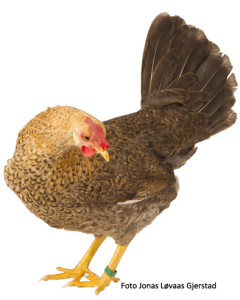Jærhøns – hva kjennetegner rasen i dag? – Jærhøns.no