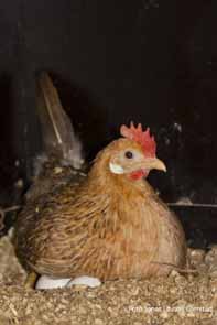 Dverg jærhøns – den eneste norske dverghøna! – Jærhøns.no