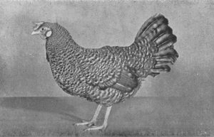 Jærhøns – etablering av dagens fargevarianter – Jærhøns.no