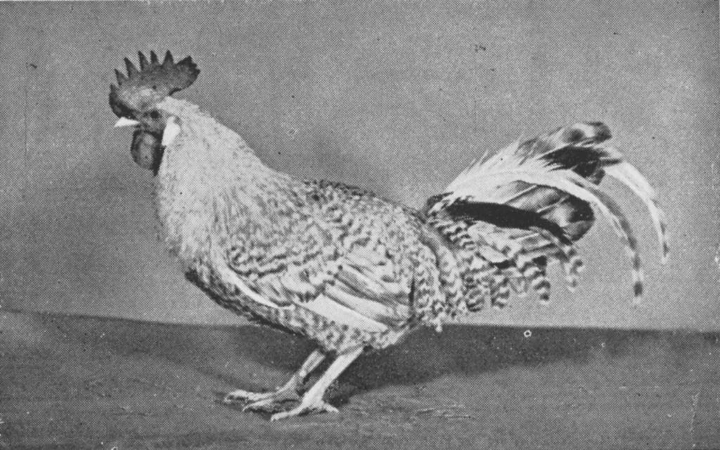 Jærhøns – etablering av dagens fargevarianter – Jærhøns.no